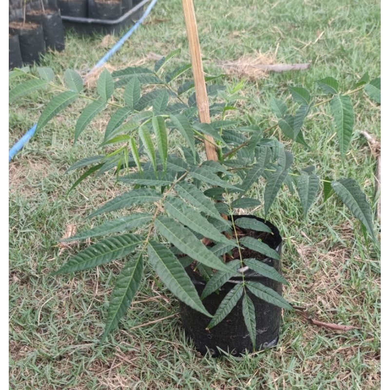 ต้นเซียงชุน/Toona sinensi（香椿) / ต้นทูนจีน | Shopee Thailand