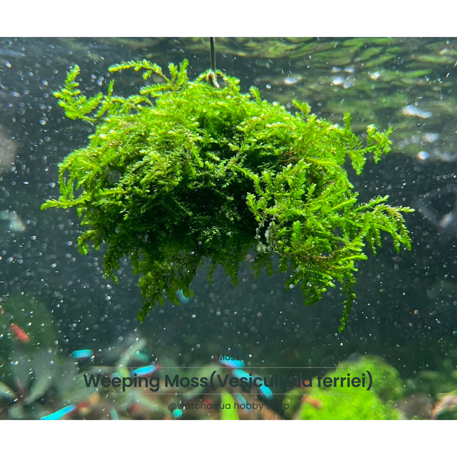 Weeping Moss (Vesicularia ferriei) | Shopee Thailand