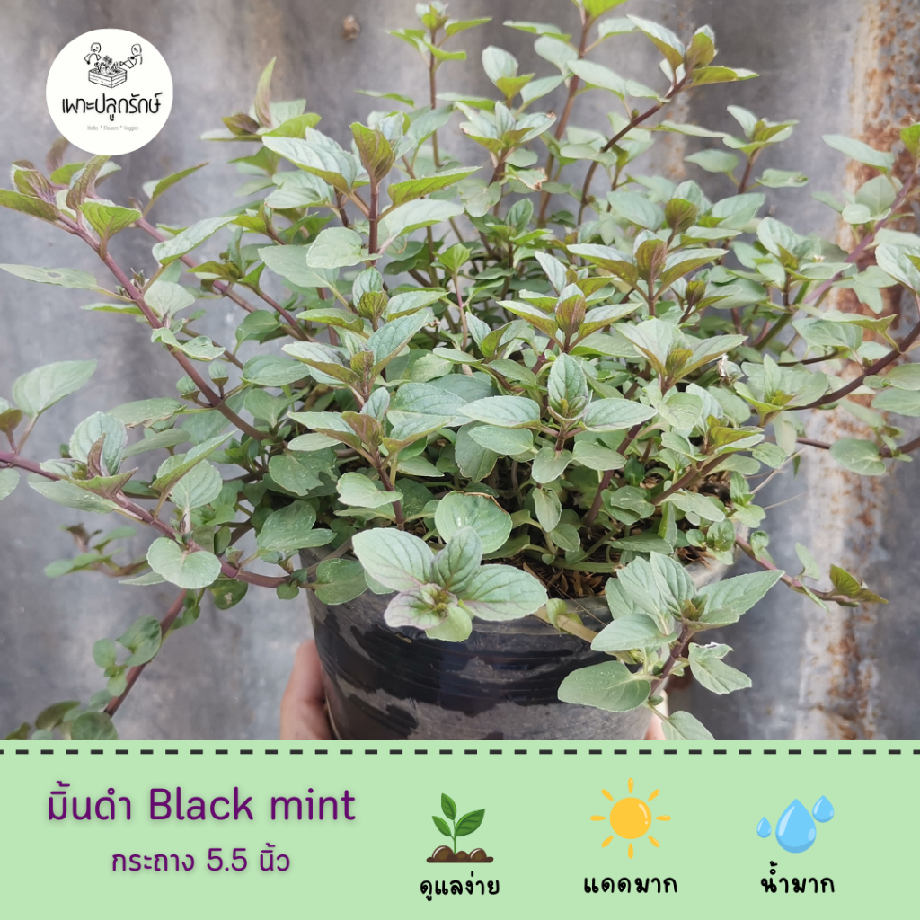 แบลคมิ้นต์ #มิ้นดำ (H07) #Black mint #สมุนไพรฝรั่ง #chocolate mint ...
