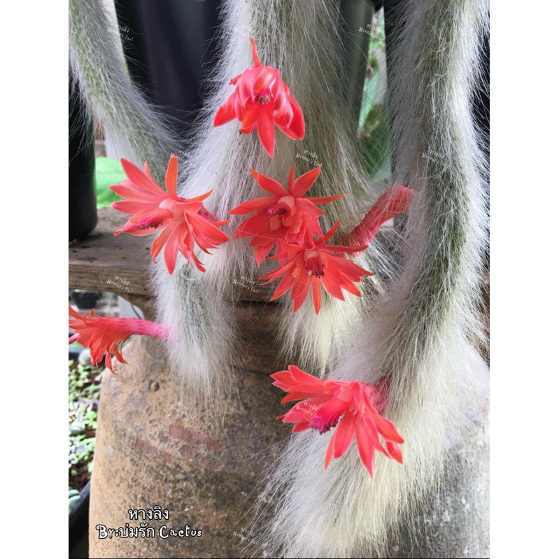 หางลิงขนฟู(เป็นไม้ราก)ทุกต้นแข็งแรงสมบูรณ์ | Shopee Thailand