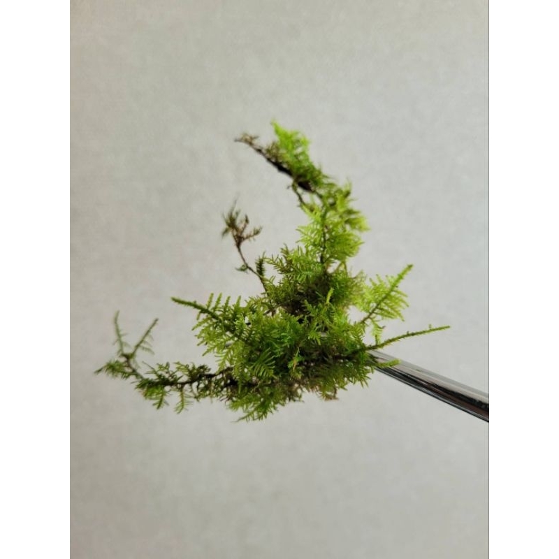 Trac Ba (thuidium sp) เวียดนาม มอสเลื้อย สำหรับตู้ไม้ชื้น Terrarium ...