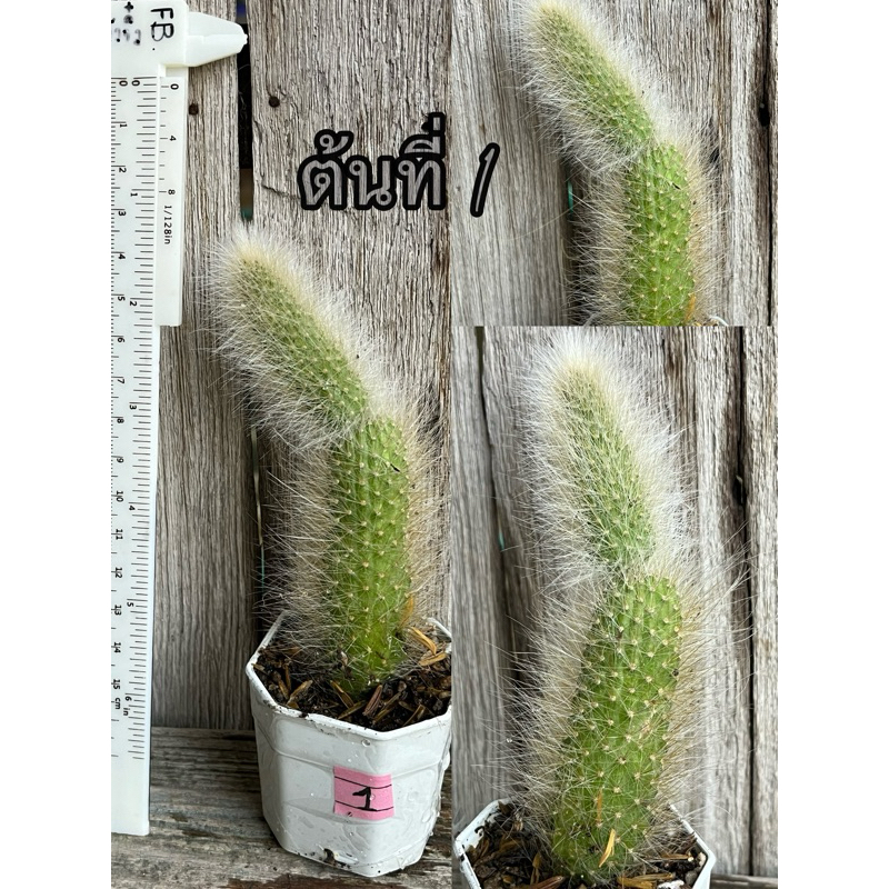 หางลิงขนฟู(เป็นไม้ราก)ทุกต้นแข็งแรงสมบูรณ์ | Shopee Thailand