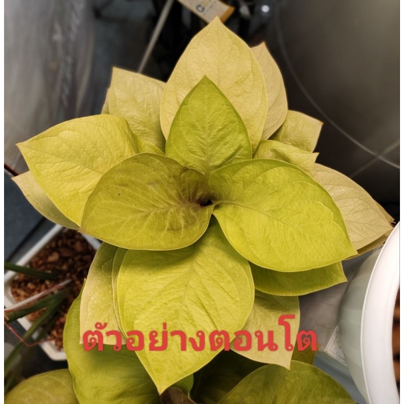 Anthurium Golden Jenmanii เศรษฐีเงินหนาสีทอง | Shopee Thailand