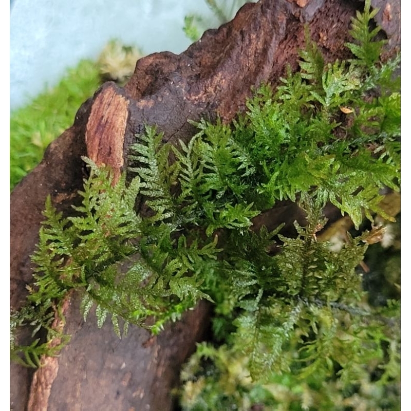 Trac Ba (thuidium sp) เวียดนาม มอสเลื้อย สำหรับตู้ไม้ชื้น Terrarium ...