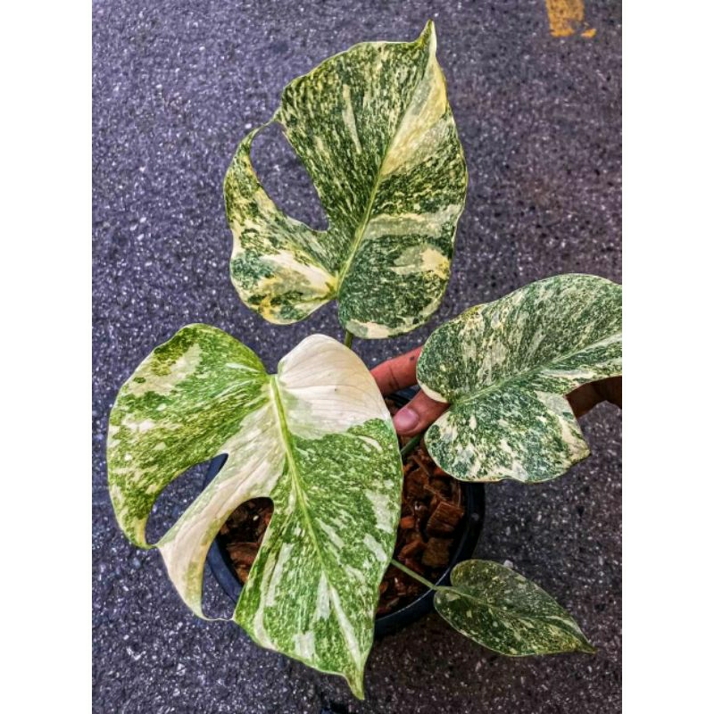 Monstera platinum มอนสเตอร่า แพนตินั่ม สวยๆๆ | Shopee Thailand