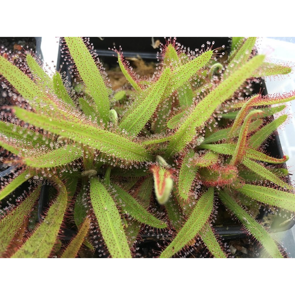 Drosera Adelae หยาดน้ำค้าง | ไม้กินแมลง ไม้เนื้อเยื่อ | Shopee Thailand