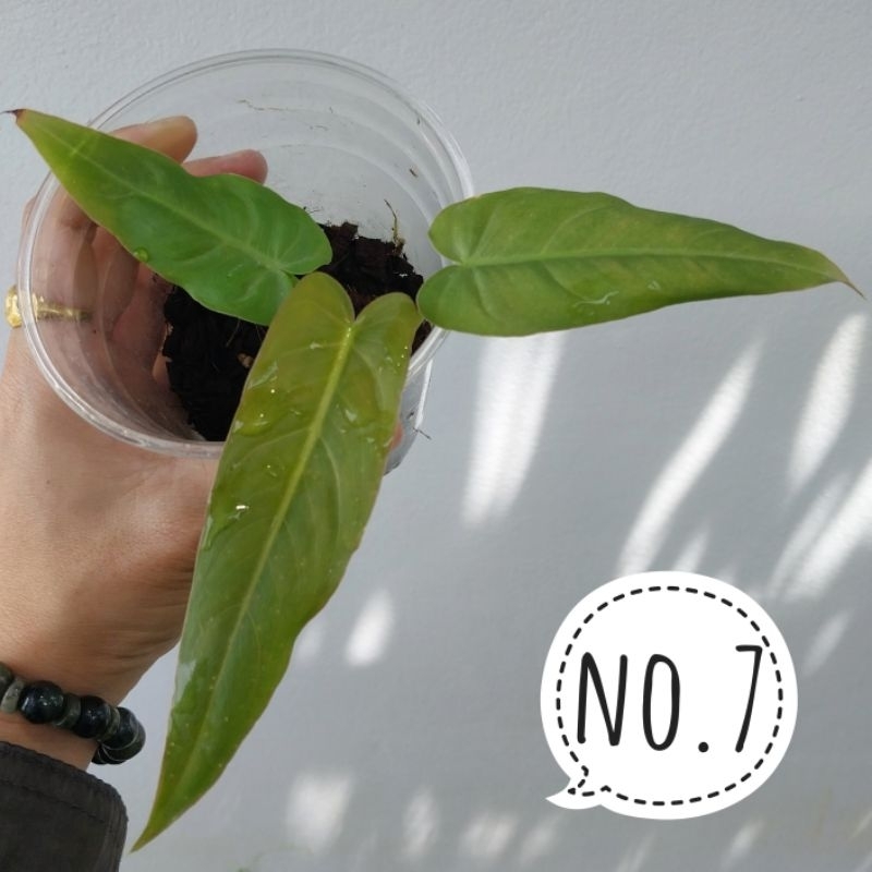 ฟิโลเดนดรอน เอสพี. นาโป Philodendron sp. Napo ไม้สายเขียว ไม้แรร์ ...