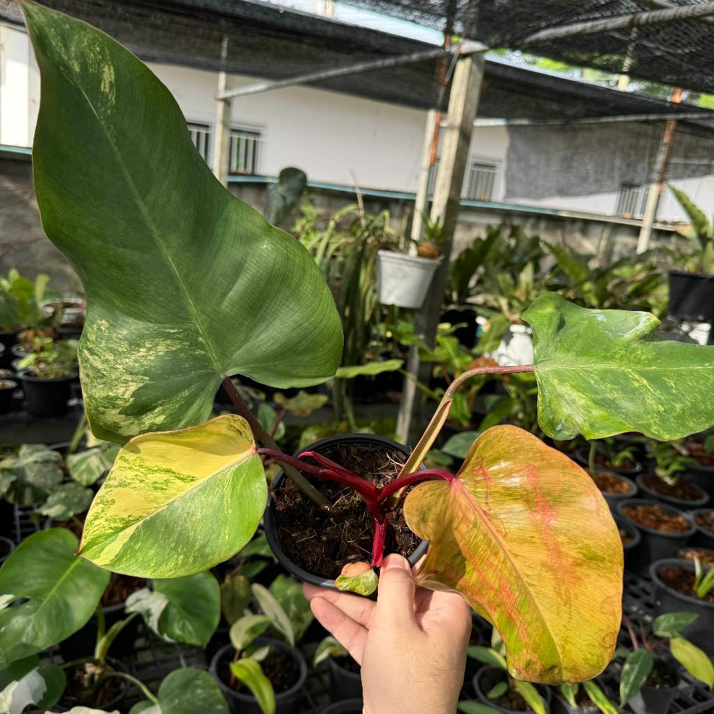 Philodendron Strawberry Shake ( Red Emerald Variegated ) ฟิโลเดนดรอน ส ... Philodendron Strawberry Shake ( Red Emerald Variegated ) ฟิโลเดนดรอน ส ...