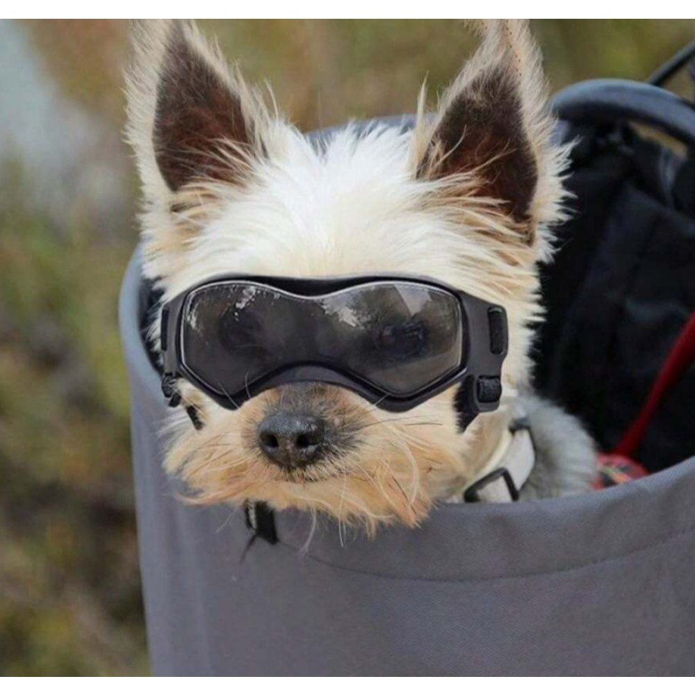 แว่นหมา แว่นแมว สุดฮิต แว่นกันลม กันแดด กันฝุ่น Small Pet Dog Goggles ...