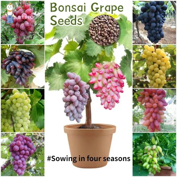 100 เมล็ด ปลูกได้ทั้งปี เมล็ดพันธุ์ องุ่น Sweet Bonsai Grape Seeds ...