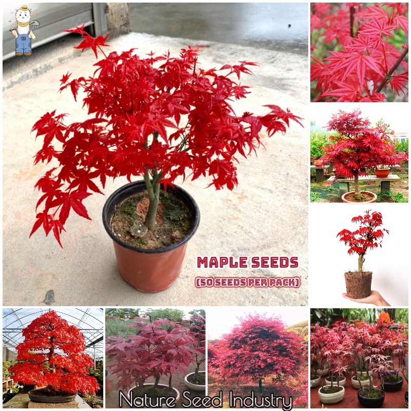 50 เมล็ด ปลูกง่าย เมล็ดสด 100% เมล็ดพันธุ์ Japanese Red Maple Seeds ...