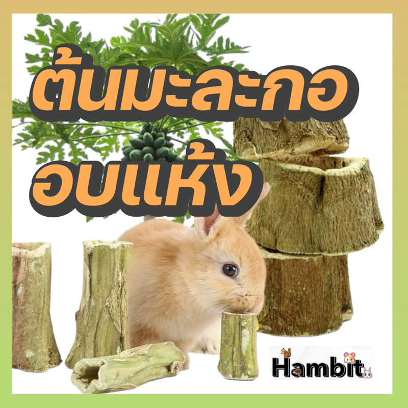 Hambit. ต้นมะละกออบแห้ง สำหรับ กระต่าย ชินชิล่า แกสบี้ ช่วยเพิ่มไฟเบอร์ ...