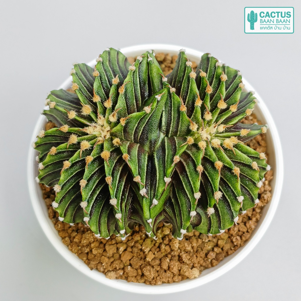 ยิมโน LB2178 แฝด แคคตัส กระบองเพชร (Rare item) | Shopee Thailand