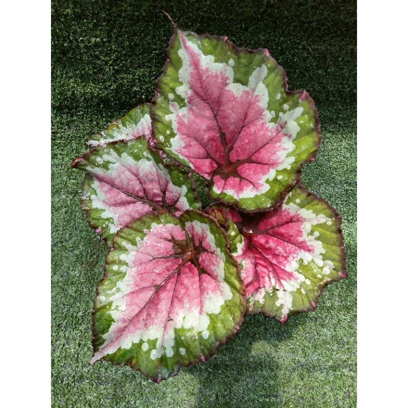 ต้นบีโกเนีย Rex 'Jurassis Watermelon ' [ Begonia Rex 'Jurassis ...