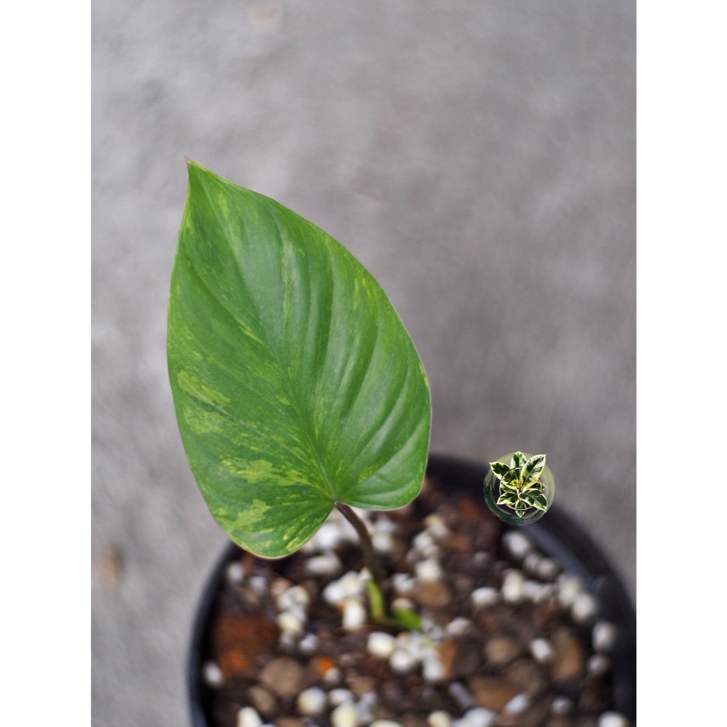 Homalomena Rubescens Mint Variegated เสน่ห์จันทร์ บุษราคัมมิ้นท์ด่าง ...