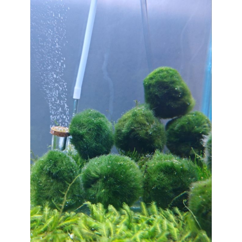 มาริโมะ Marimo นำเข้า แท้💯 ขนาด 3.5-4 เซน มาริโมะยุโรป | Shopee Thailand