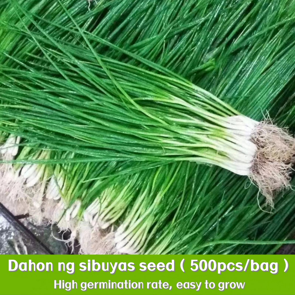 เมล็ดพันธุ์ให้ผลผลิตสูง 500 เมล็ด ต้นหอมเล็ก dahon ng sibuyas seeds พืช ...