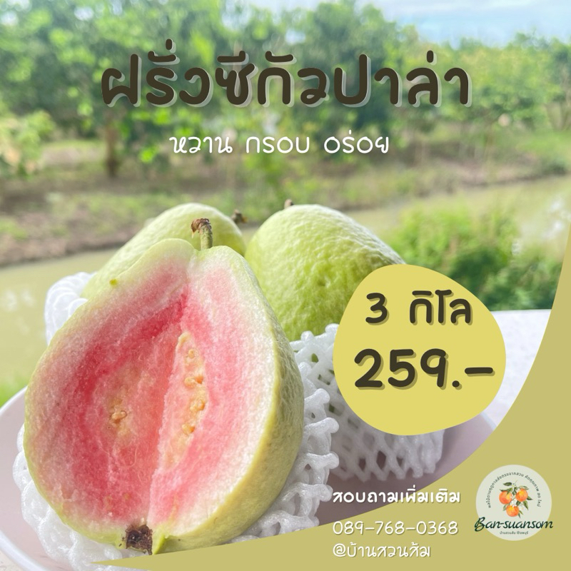 ฝรั่งไส้แดงไต้หวัน พันธุ์ซีกัวปาล่า(แตงโม) ไซส์ 3-4 ลูก/กิโลกรัม จัดส่ง ...