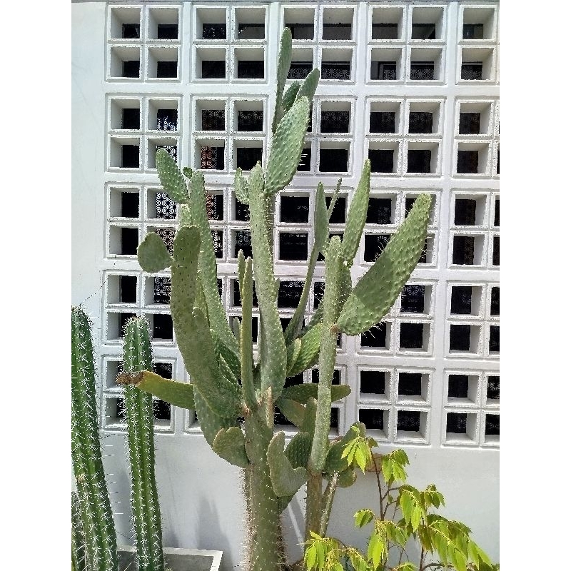 opuntia consolea Falcata (แพดตัดสด ราคาต่อ1แพด) | Shopee Thailand