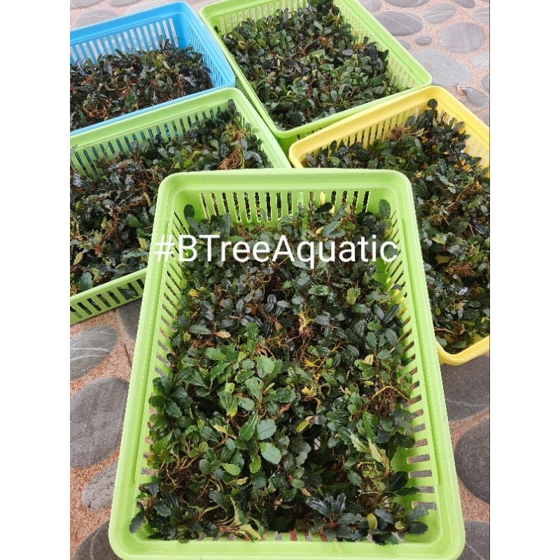 Bucephalandra เลือกสายพันธุ์ได้แบบตะกร้าเน้นปริมาณ ( ️ส่งกล่องโฟม ...
