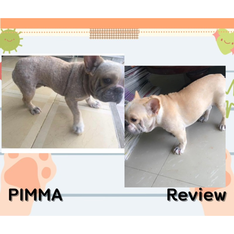 แชมพูอาบน้ำสุนัขและแมวpimma | Shopee Thailand