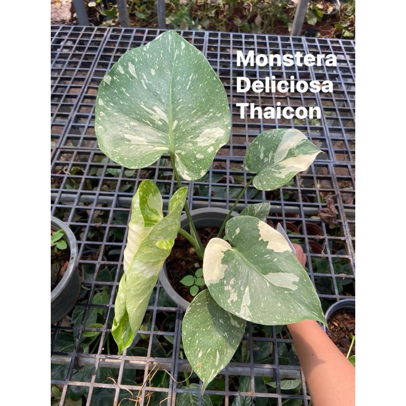 Monstera Deliciosa variegated (Thaicon) มอนสเตร่า ไทคอนด่าง | Shopee ...