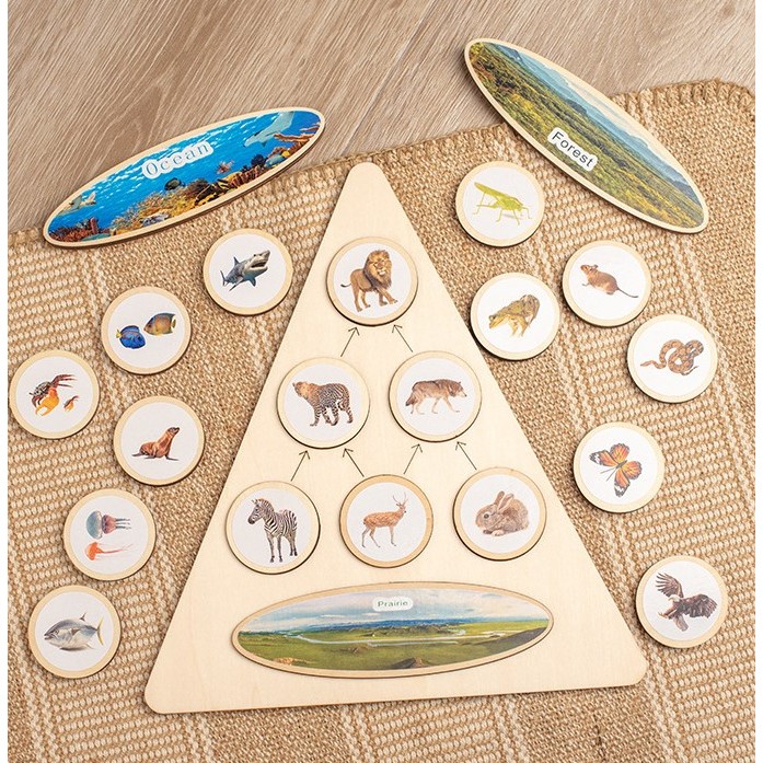 กระดานเรียนรู้วงจรห่วงโซ่ชีวิตสัตว์ Life Cycle Plate | Shopee Thailand