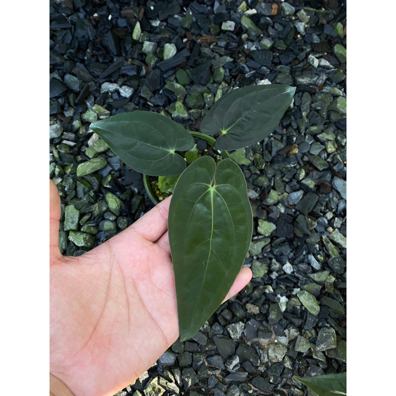 Anthurium papillilaminum guna yala (rare) ไซส์น่ารัก ทักมาเลือกต้นก่อน ...