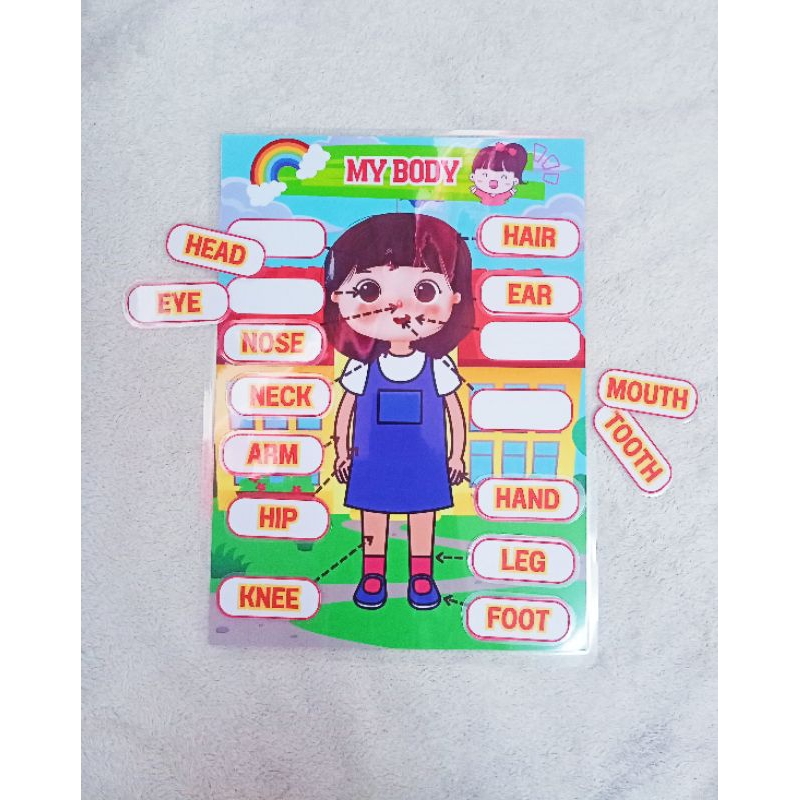 สื่อการสอนภาษาอังกฤษ my body ติดตีนตุ๊กแก | Shopee Thailand