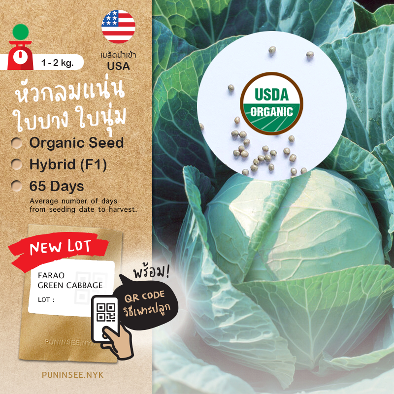 เมล็ดผักนำเข้า กะหล่ำปลี Farao Green Cabbage (Organic Seed) หัวกลม ...