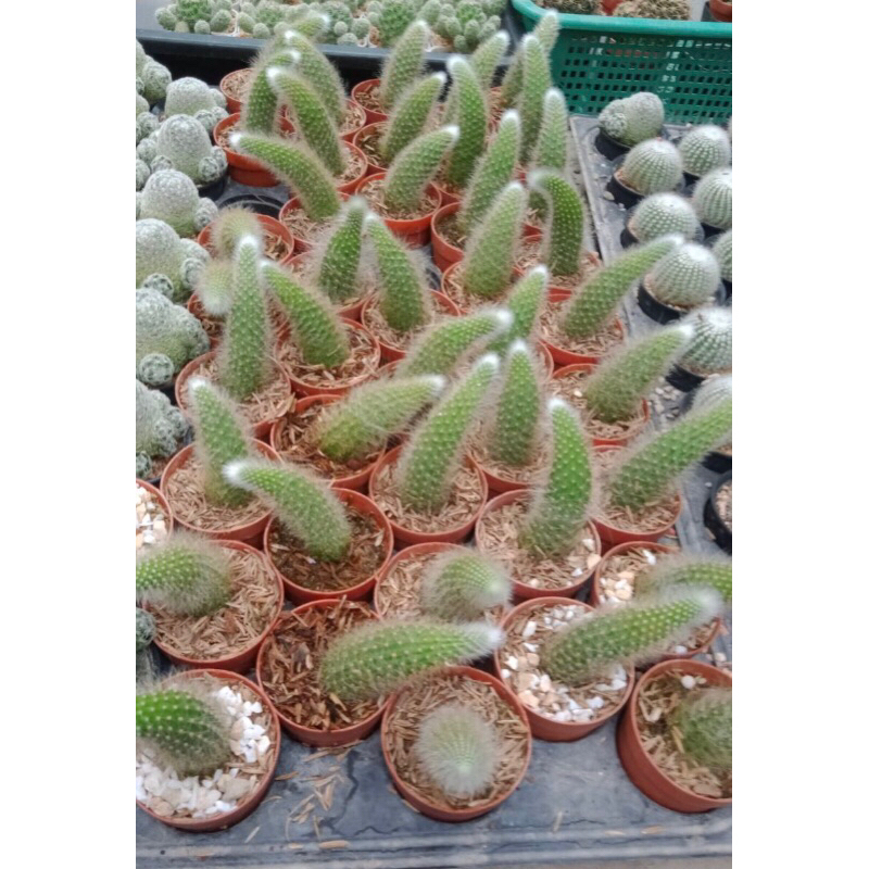 หางลิง แคคตัส กระถาง 2 นิ้ว | Shopee Thailand