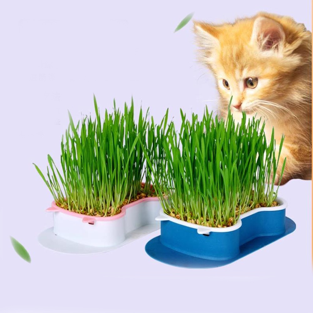 Boqi Factory กระถางปลูกพืช หญ้า สําหรับสัตว์เลี้ยง แมว ขนมขบเคี้ยว กล่องปลูกพืช PET-002 | Shopee ...