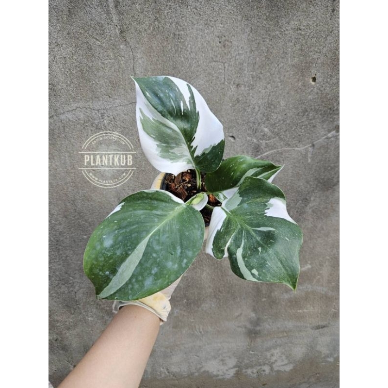 Philodendron White Wizard Marble ฟิโลพ่อมดขาว ฟิโลเดนดรอนไวท์วิสาด ...