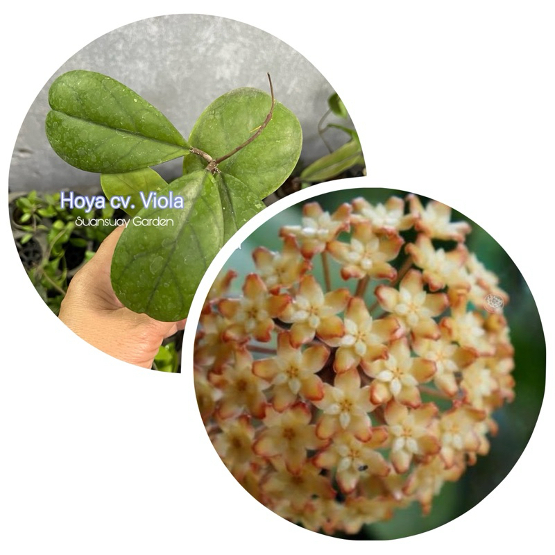 Hoya cv. viola โฮยาดอกเหลือง ดอกกลม จัดส่งในกระถางขนาด 1 นิ้ว | Shopee ...