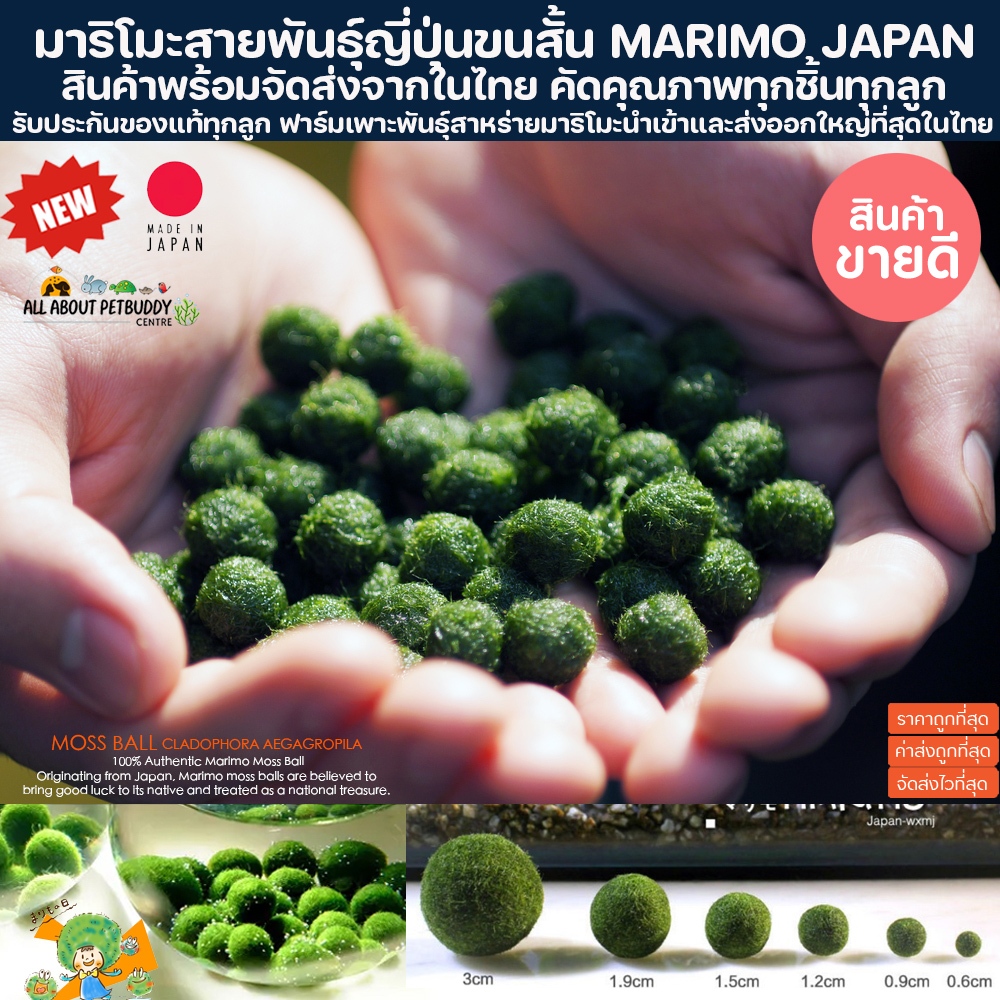 [โปรโมชั่นสั่ง5ลูกแถมปุ๋ย] มาริโมะสายพันธุ์ญี่ปุ่น ขนสั้น MARIMO สินค้าพร้อมจัดส่ง มาริโมะ moss ...
