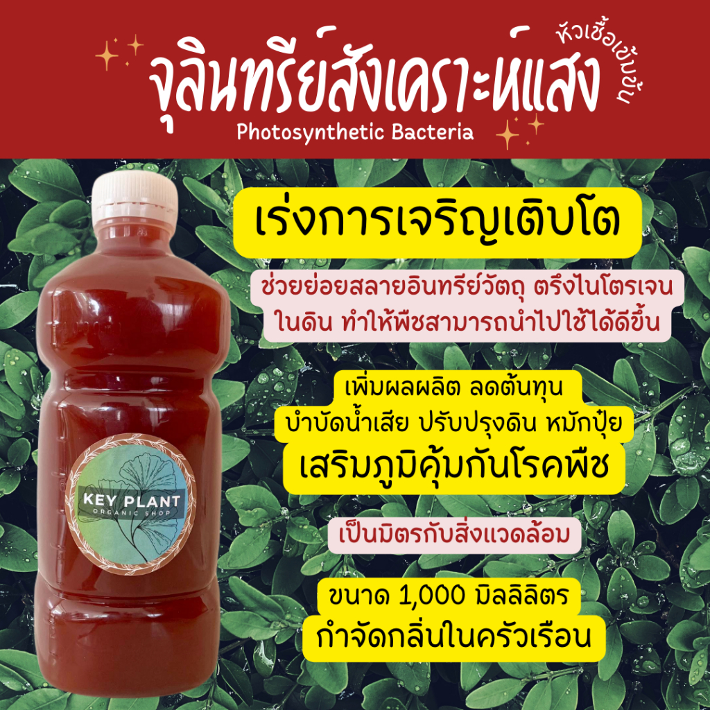 จุลินทรีย์สังเคราะห์แสง หัวเชื้อเข้มข้น PSB 1L ปุ๋ยอินทรีย์บำรุงพืชโตเร็วแข็งแรงปลอดโรค เพิ่มไน ...