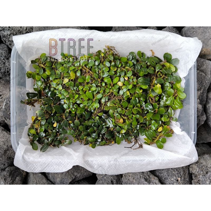 Bucephalandra Mini Melawi Series บูเซปใบกลมเล็ก | Shopee Thailand
