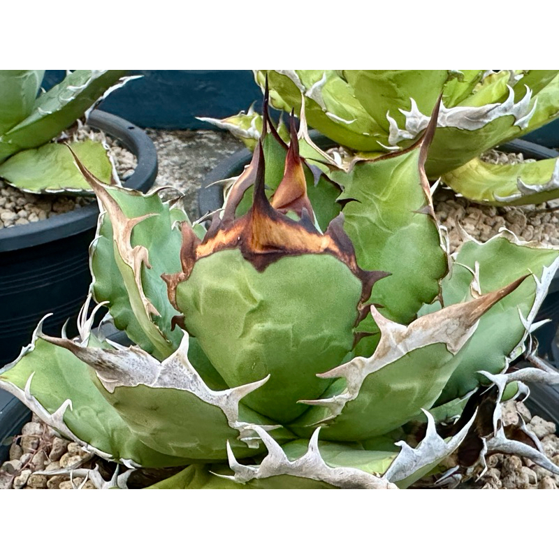 หน่ออากาเว่ Agave titanota No.1 Compact | Shopee Thailand