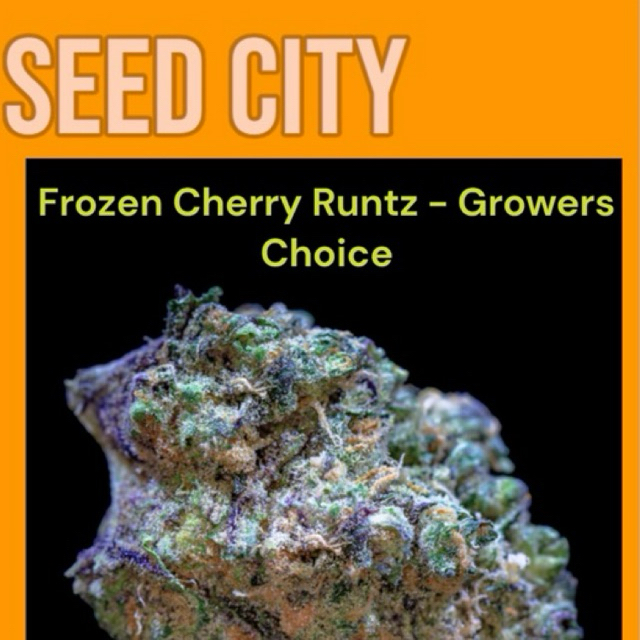 Frozen Cherry Runtz (เพศเมีย)รับประกันสายพันธุ์ รับประกันการจัดส่งทุกออ ...