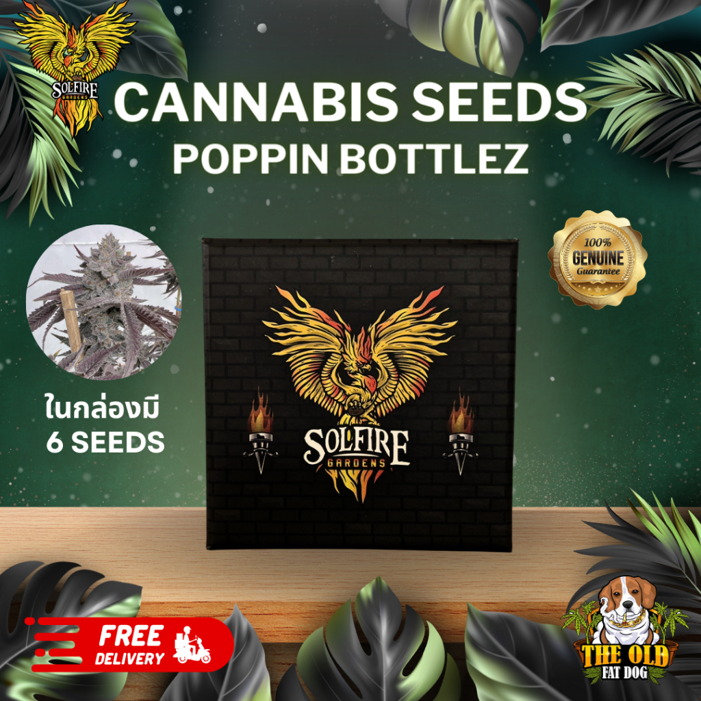 (พร้อมส่งด่วน) เมล็ดกัญชา Solfire Poppin Bottlez ROZAY CAKE X HOOD CANDYZ Cannabis seeds ...