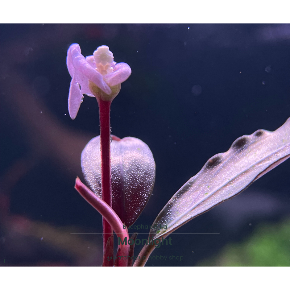 [RARE] Bucephalandra "Moonlight" submerged ใบน้ำ100% | Shopee Thailand