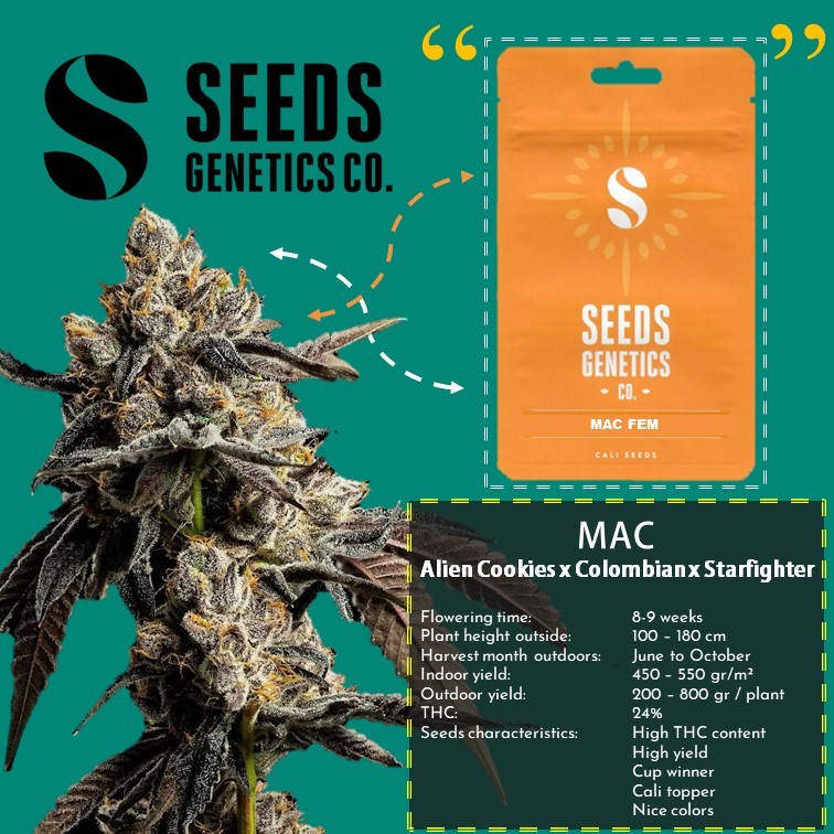 MAC - Seeds Genetics | Shopee Thailand