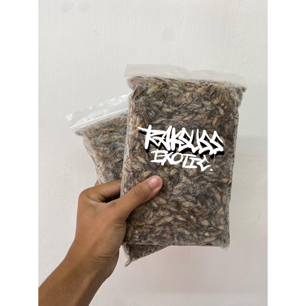 สะดิ้งแช่แข็ง/Frozen Cricket(ขนาด500g,1kg) สด,สะอาด,ปลอดภัยสำหรับนำไป ...
