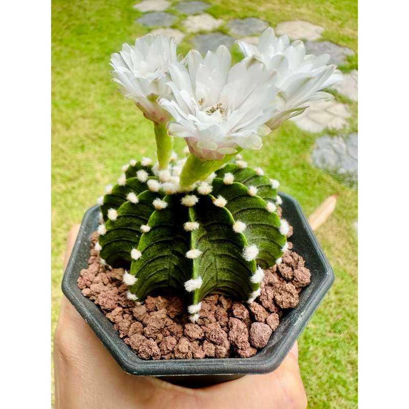 แคคตัสLB2178 แท้ ต้นใหญ่สันชัด | Shopee Thailand