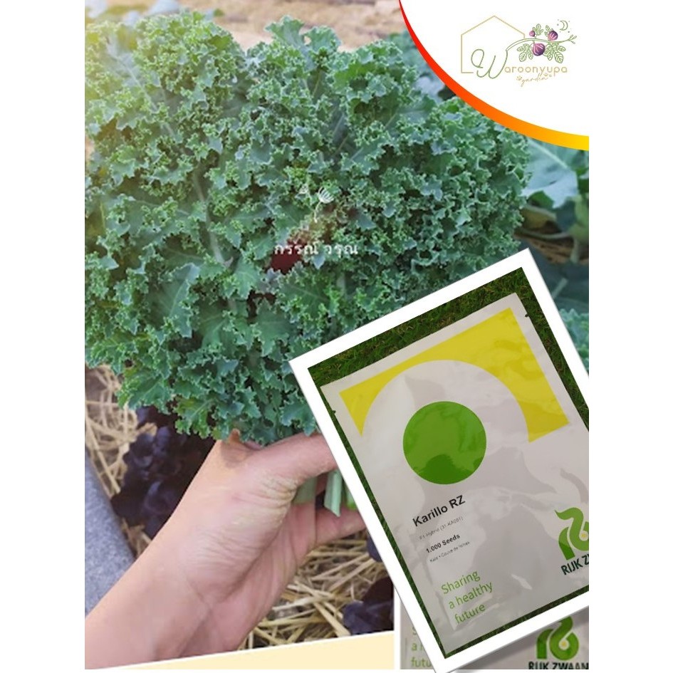 เมล็ดพันธุ์ ผักเคล Kale F1 Karillo RZ คะน้าใบหยิก ต้นเตี้ย เป็นพันธุ์ ...