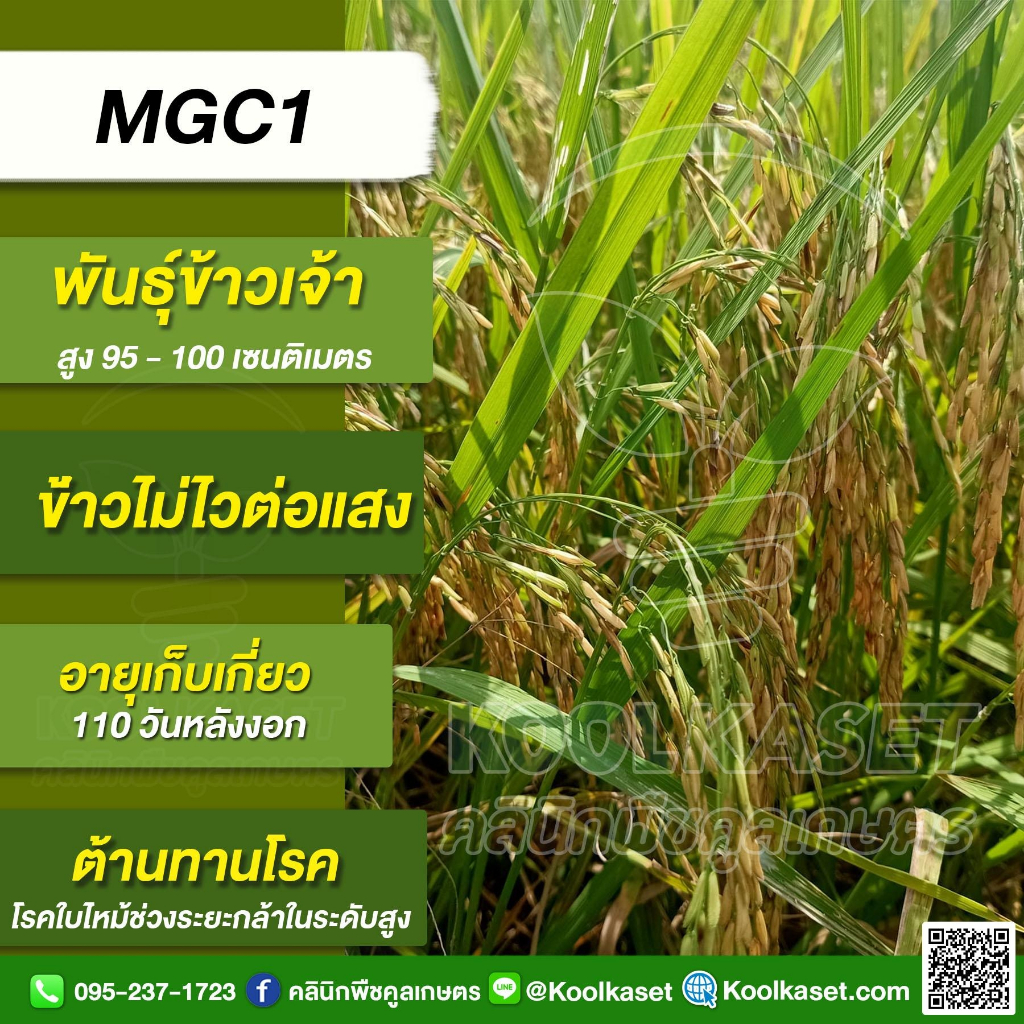 พันธุ์ ข้าว ข้าวเจ้า MGC1 เอ็มจีซี1 นาปี นาปรัง ไม่ไวแสง ต้านทานโรค ...