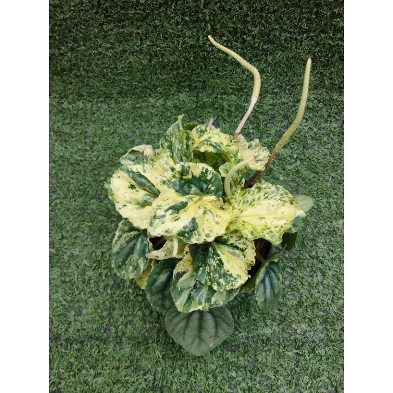 ต้นเปปเปอร์หน้าย่นด่าง [ Peperomia Caperata Variegated ] ไม้ในกระถาง3 ...