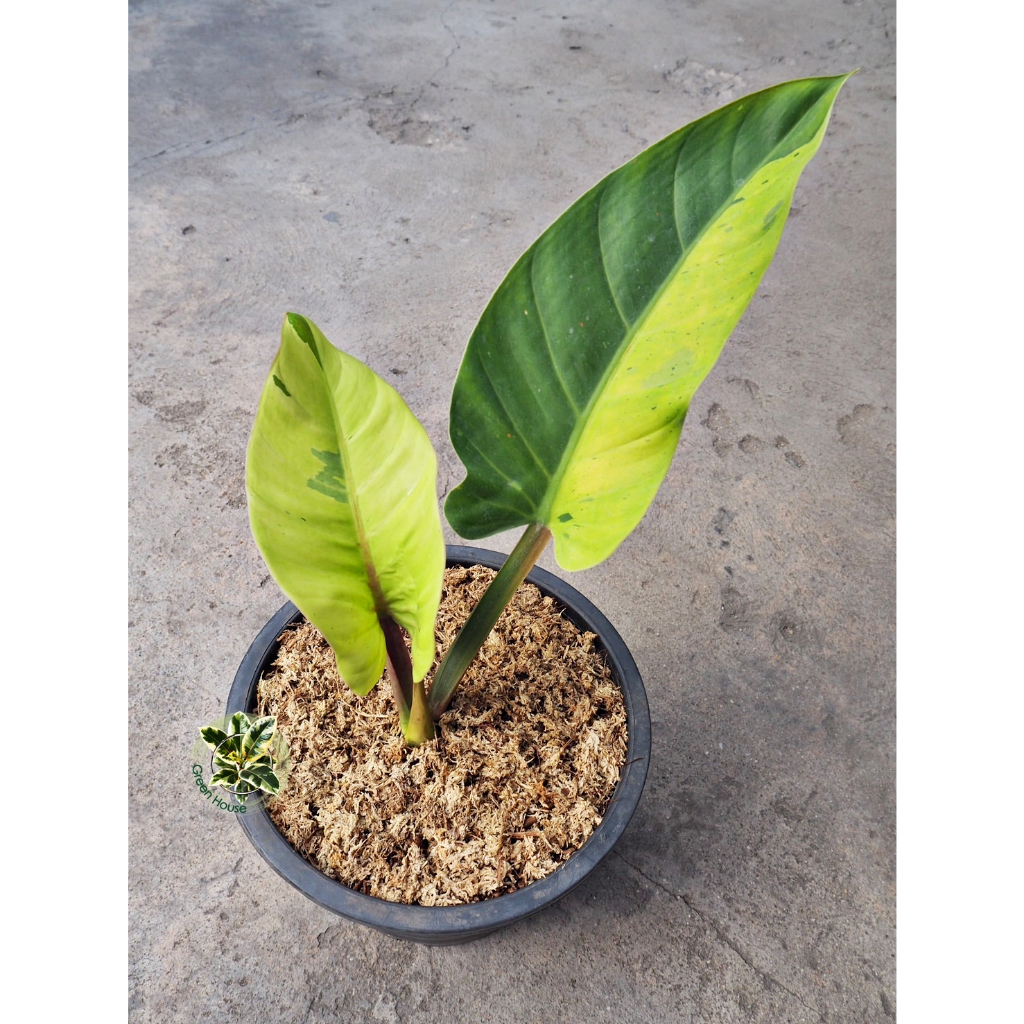 Philodendron Ruaysap Variegated (Marble) ฟิโลเดนดรอน รวยทรัพย์ หินอ่อน ...