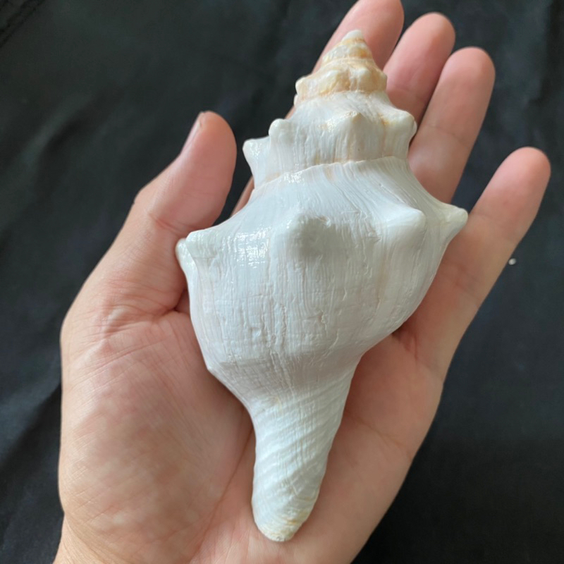 หอยสังข์สีขาว เปลือกหอยหอยทากขนาดใหญ่ CHI XUAN WHITE&LONG conch shell 6 ...