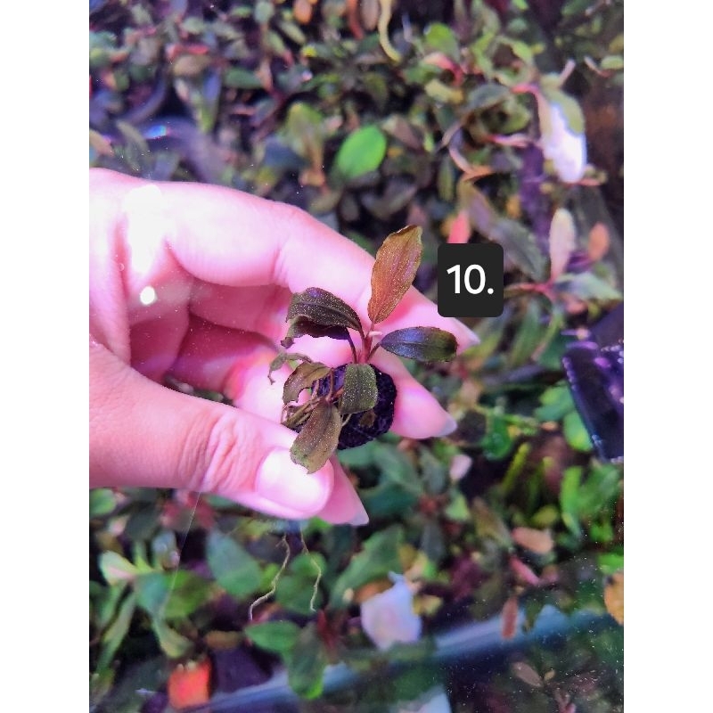 Bucep สวยๆ ใบน้ำ 100% Brownie Ghost Elnino 2015, Red Serenade | Shopee ...